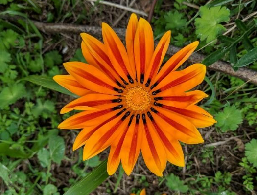 Gardening Under the Sun: How to Protect Plants from Heatwaves 101
